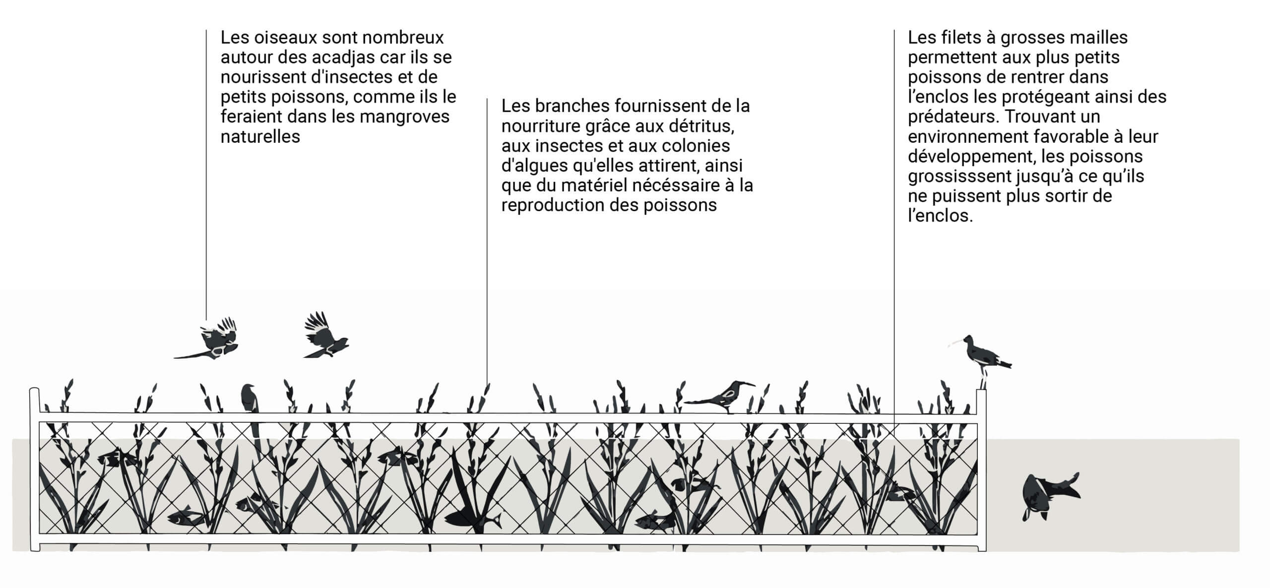La communauté des Tofinu et le système des acadja